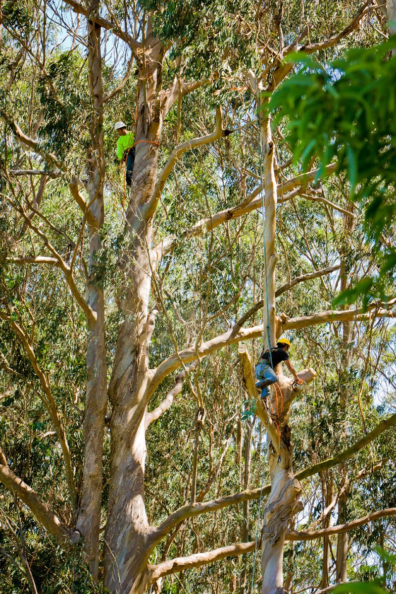 Services Backyard Monkey Services Backyard Monkey